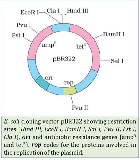 Biotechnology Principles And Processes Ncert Easybiologyclass