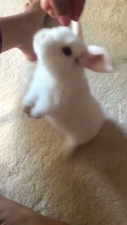 너무 귀엽게 생긴 토끼 Youtube