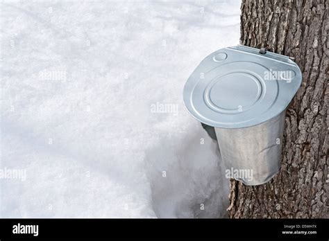 Traditional Way Of Collecting Maple Sap For Producing Maple Syrup Stock Photo Alamy