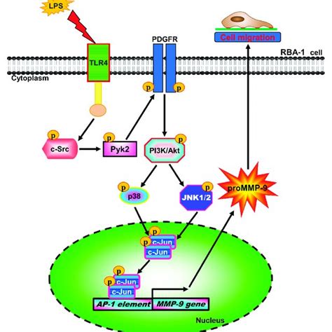 Schematic Signaling Pathways Were Involved In Mmp 9 Expression And Cell Download Scientific