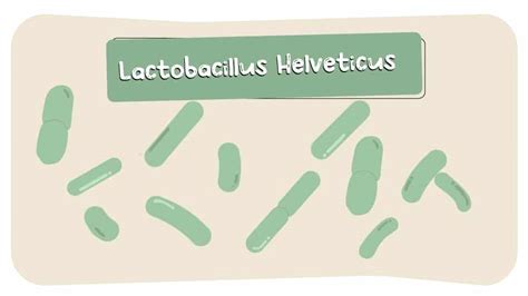 What Is Lactobacillus Helveticus Used For At Alfred Wilford Blog