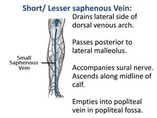 Lower Limb Venous System Pdf