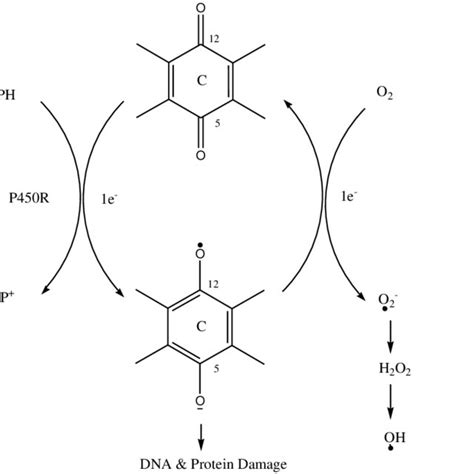 PDF The Roles Of Doxorubicin In Hepatocellular Carcinoma