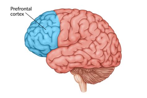 Prefrontal Cortex Damage What To Expect How To Recover