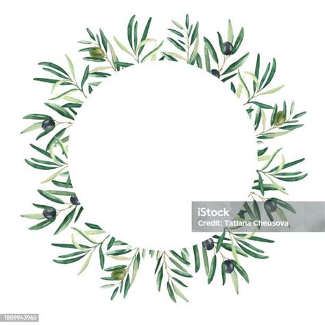 수채화 올리브 나무 화환 둥근 프레임 또는 검은 색과 녹색 올리브가 있는 테두리 흰색 배경에 고립되어 있습니다 손으로 그린 식물 그림입니다 카드 로고 및 화장품 디자인에