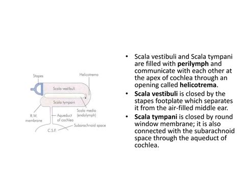 Otology Points And Post Auricular Abscesses Pptx