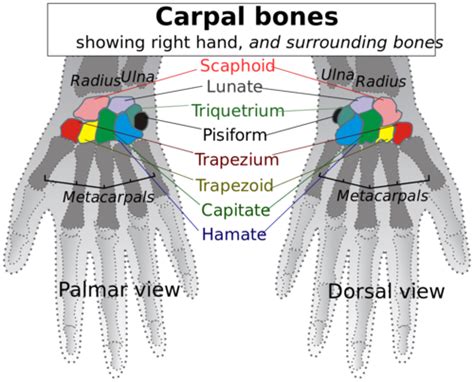 4 Anatomie Osseuse Utile Karteikarten Quizlet