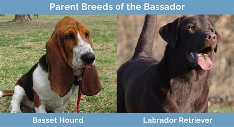 Chocolate Bassador Puppies