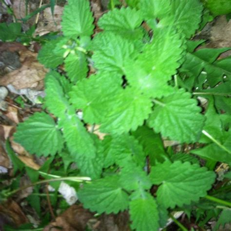 Catnip Grows Wild By Our House Herbs Garden Growing