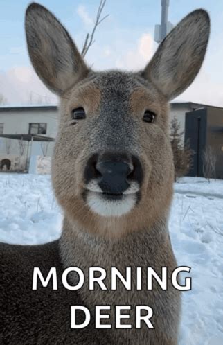 Roe Deer Smile Meme Roe Deer Deer Smile Discover And Share S