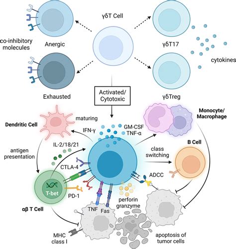 Under Ideal Conditions Activated γδt Cells Can Kill Tumor Cells Download Scientific Diagram
