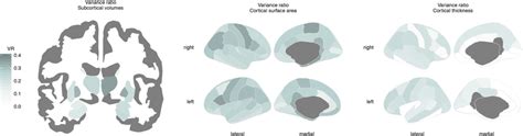 Sex Differences In Variance Ratio For Subcortical Volumes Left