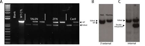 Genotyping Strategies To Confirm Correct Targeting A Representative Download Scientific