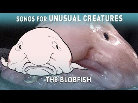 Blobfish Wiki Everipedia