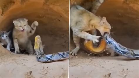 Cat Vs Python Viral Video बच्चों की जान बचाने के लिए अजगर से जा भिड़ी मां बिल्ली दोनों के बीच