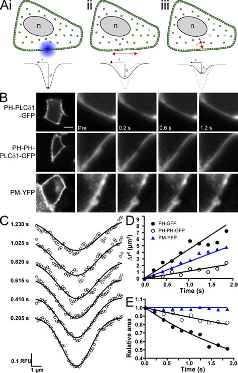 Fitting Diffusion Coefficients And Dissociation Time Constants To Download Scientific Diagram