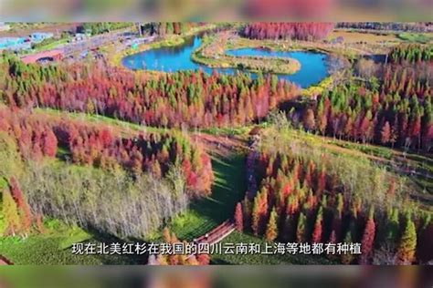 盘点世界最高的棵巨树，至少高度有层楼，个人都抱不住！带你看世界自然奇观世界最高的树都抱世界奇观