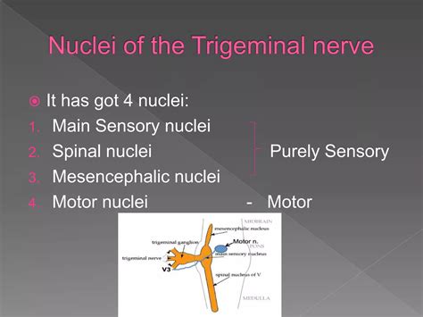 Trigeminal Nerve Ppt Pptx