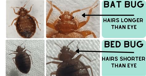 Bat Bug Vs Bed Bug A Guide With Photos