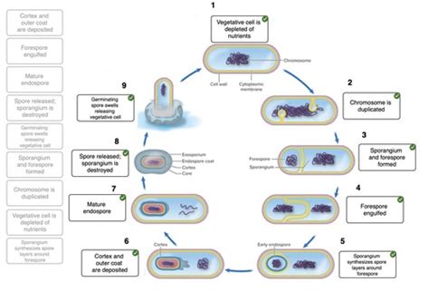 Chapter Prokaryotes Flashcards Quizlet