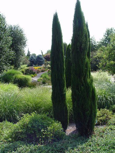 Small Tree Types Landscaping Network