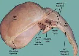 Falciform Ligament A Falciform Ligament Wrap Around The Hepatic Artery