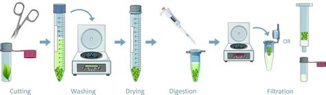 Schematic Overview Of The Sample Preparation Steps Figures Adapted