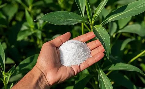 What Is Organic Fertilizer Types Benefits And Guide Rutom Bio