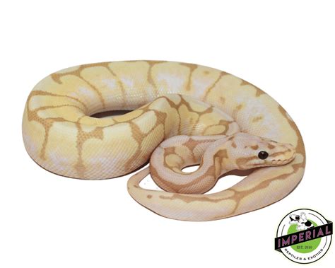 Banana Calico Bumblebee Ball Python For Sale Imperial Reptiles Imperial Reptiles And Exotics
