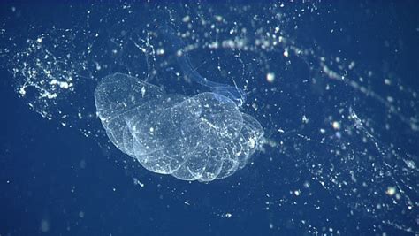 Mysterious Sea Blob Finally Identified Research And Development World