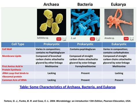 Introduction To Microbial Diversity Pptx