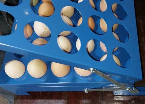 proyecto “aves rompiendo el cascarón” en la efa n°36 fundación escolares
