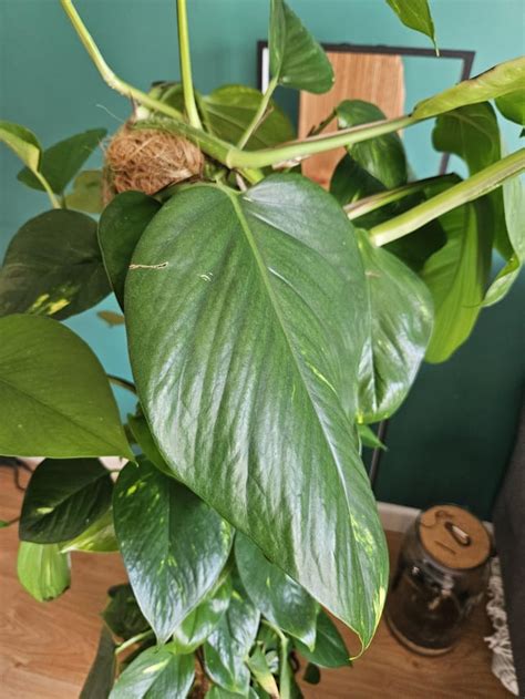 Devils Ivy Pothos Drooping And Leave Edges Browning Rhouseplants