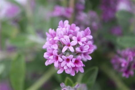 Alternifolia Unique Buddleja Collection