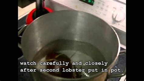 Do Lobsters Scream when you put them in Boiling Water? - YouTube