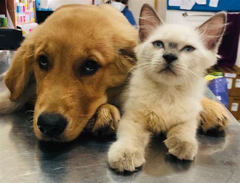 🌿 කුරුලු ලොවට Field Ornithology Group Of Sri Lanka Facebook