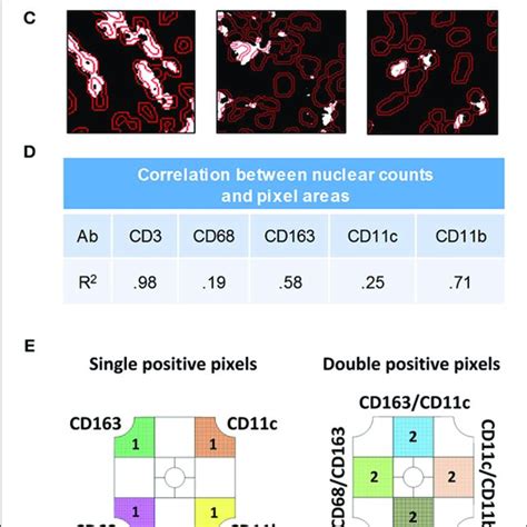 comparison of nuclear and pixel based segmentation methods a