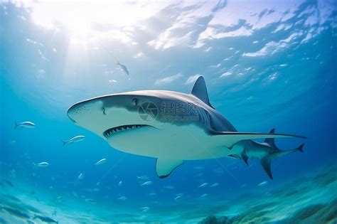 海洋下面的海洋生物高清图片下载 正版图片600178954 摄图网