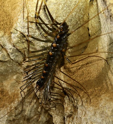 Giant Cave Centipede