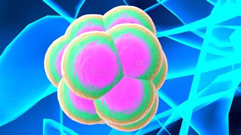 Human Cell Division Anatomy 3d Illustration Stock Illustration