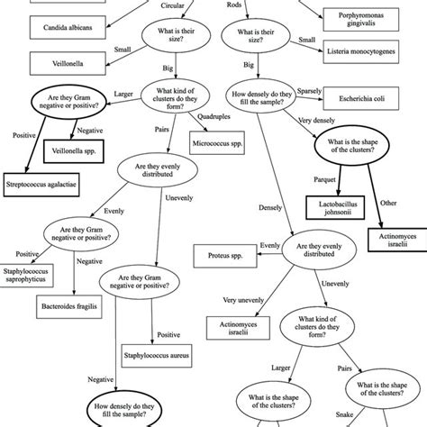 Example Of A Decision Tree For Selected Genera And Species Of Bacteria
