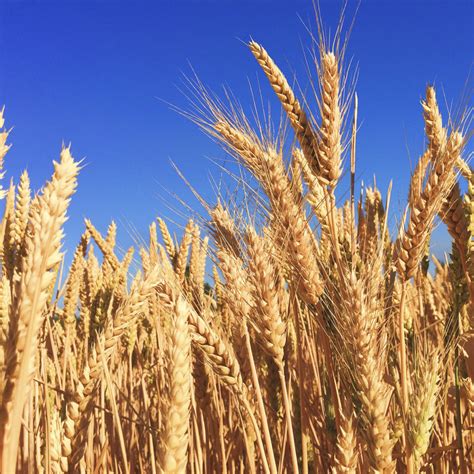 grains health topics
