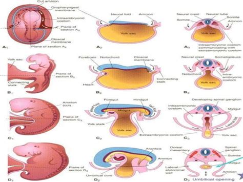 Third Week Of Human Development Pptx