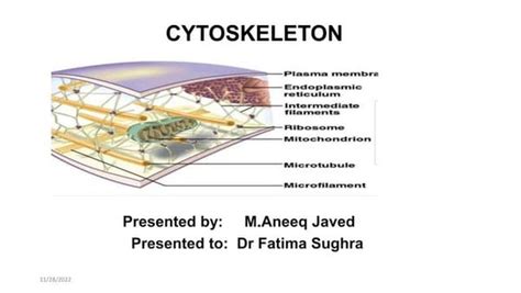 group 6 presentation cytoskeleton pptx