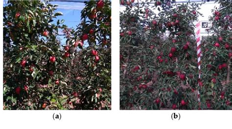 Figure 8 From An Apple Detection And Localization Method For Automated Harvesting Under Adverse