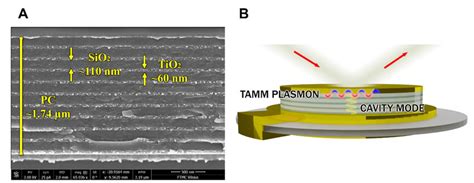 Sem Micrograph Of The Modified Qcm D Sensor Chip A And A Scheme