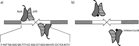 schematic view of interactions a complexation between the palindromic