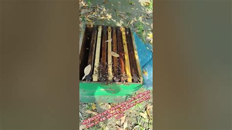 শরিরীয়তপুর থেকে দিনাজপুর এসে অক্সিজেন ফেল ৫০ বক্স মছি মারা যাইয়।জম জম হানী এগ্রো Is Live