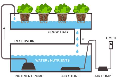 Hydroponic System Explained At Stanley Blake Blog