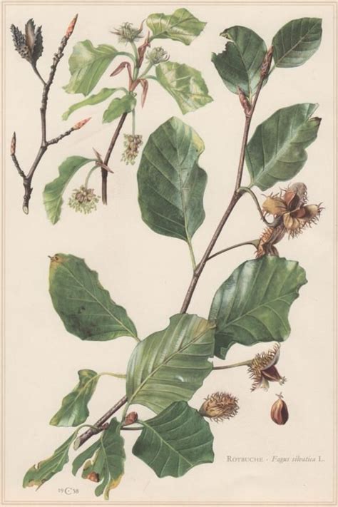 1960 Vintage Botanical Print Fagus Sylvatica European Beech Lithograph Print Botany